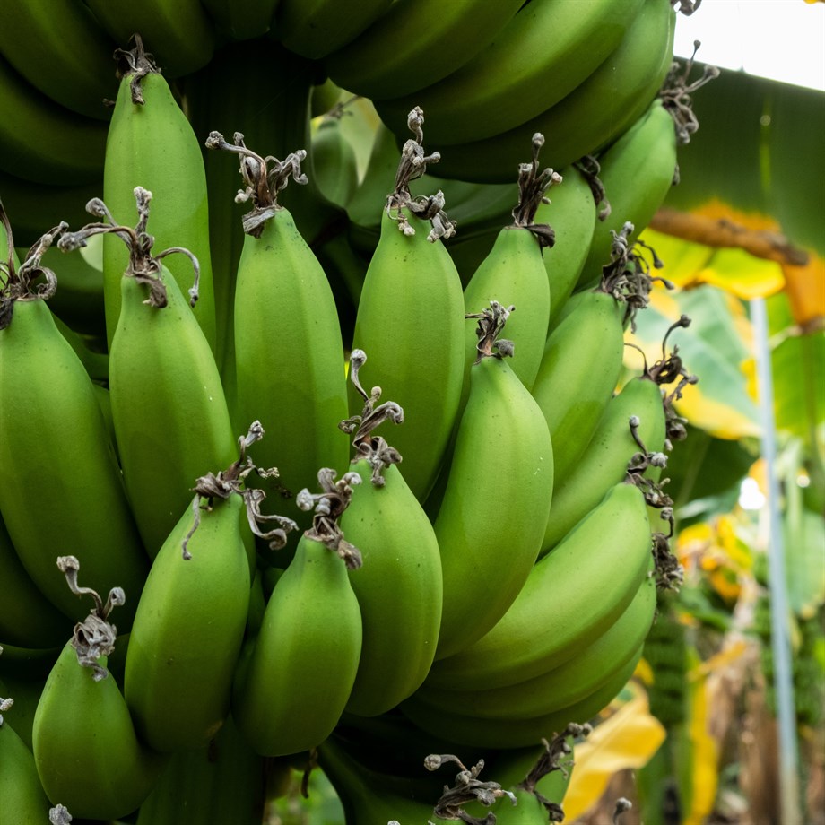 Cahit Dedemin Bahçesi Muz Anamur 1kg | Bonaliva