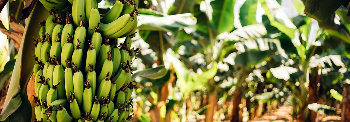 Muzda Glüten Var mı? | Bonaliva | Bonaliva